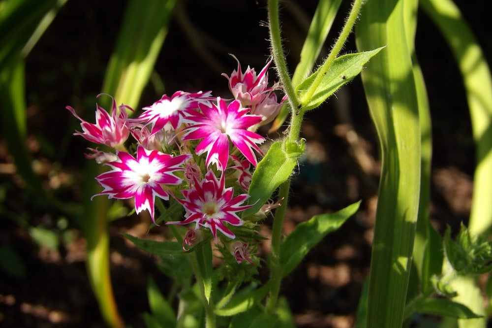 Growing Seeds From Flowers 6 Fast Growing Flower Seeds To Plant For A