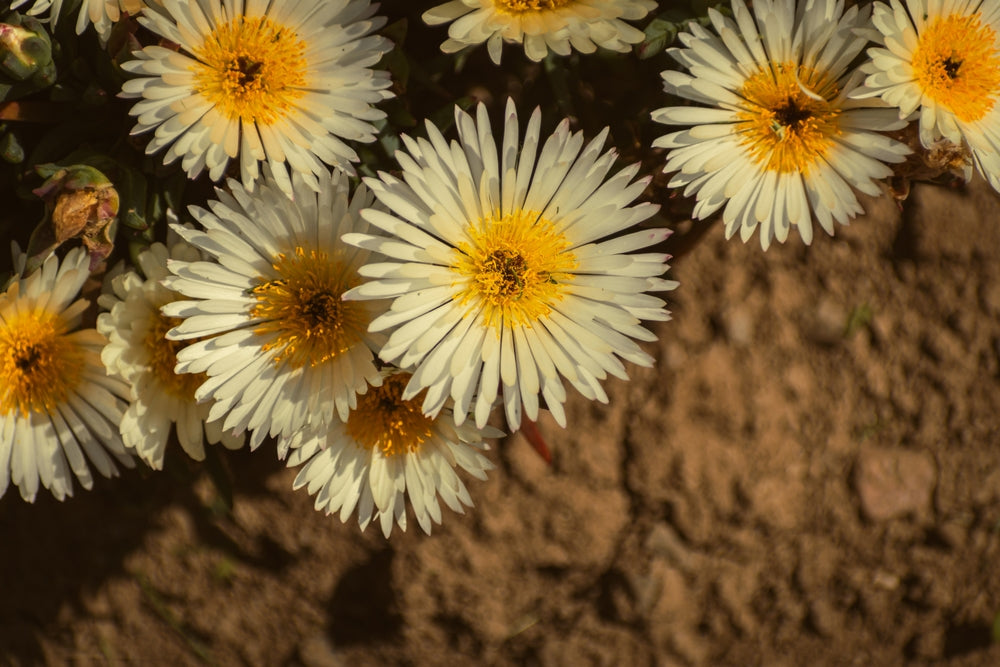 Everything You Need to Know About Ice Plants – Ugaoo