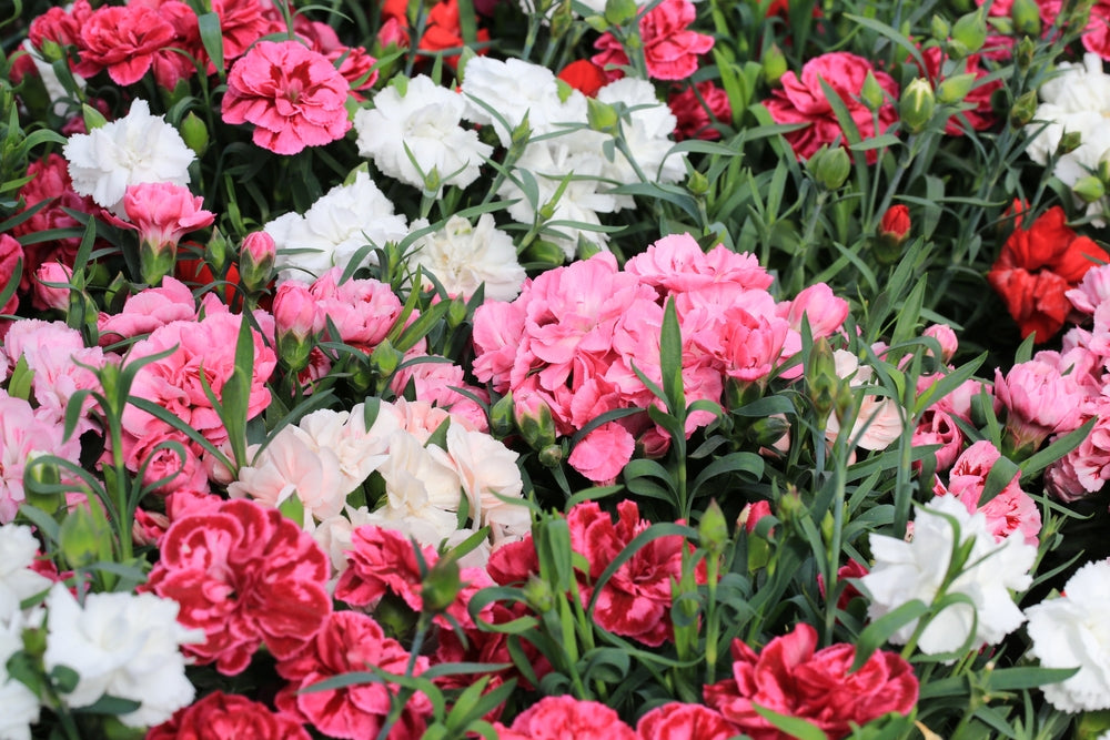 Dianthus Flowers: Types, Benefits, and Care Tips – Ugaoo