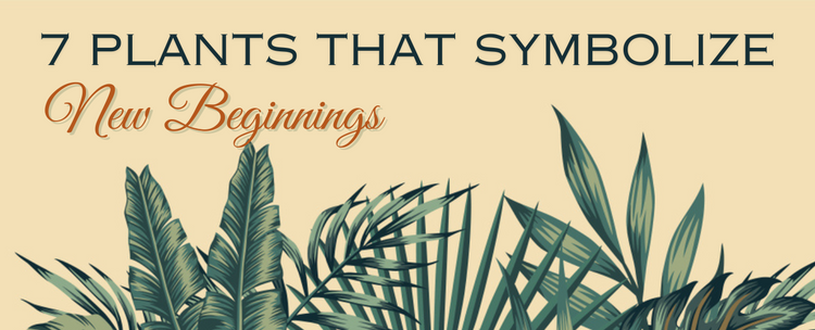 Top 7 Plants & Flowers for New Year that Symbolize New Beginnings – Ugaoo