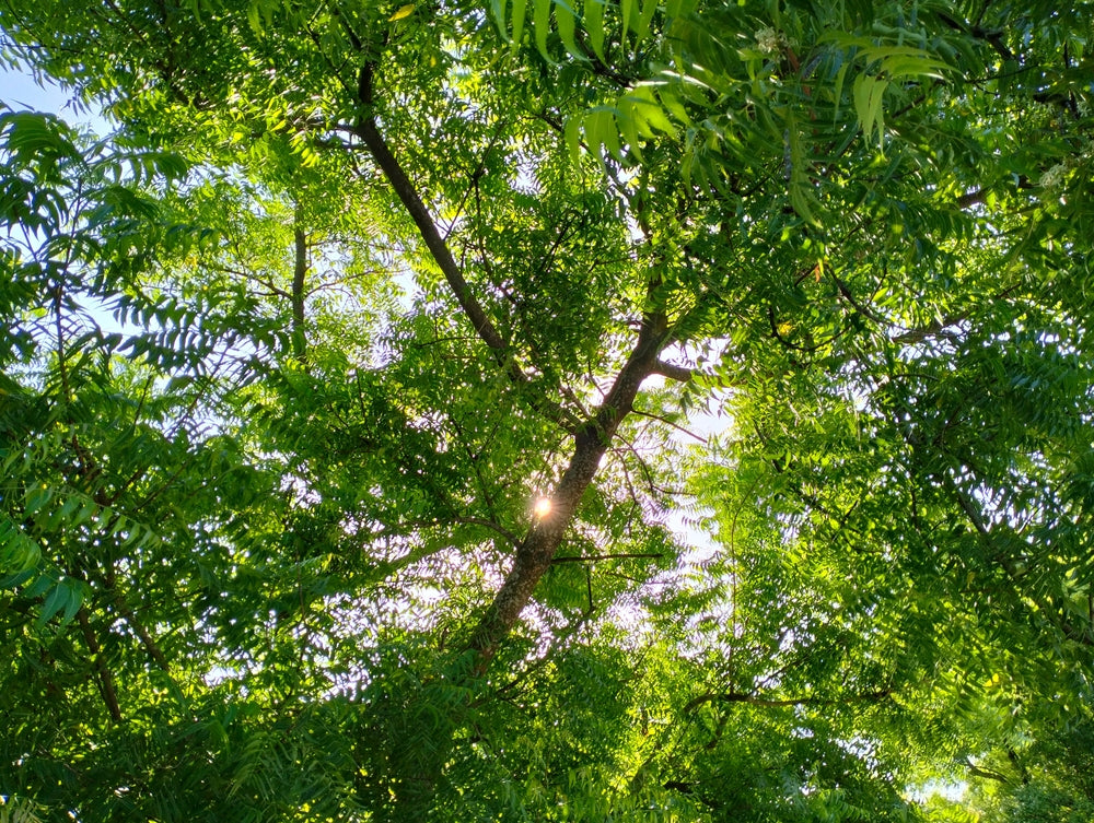 Neem Tree Leaf Neem Tree: Facts, Benefits, Tips To Grow And