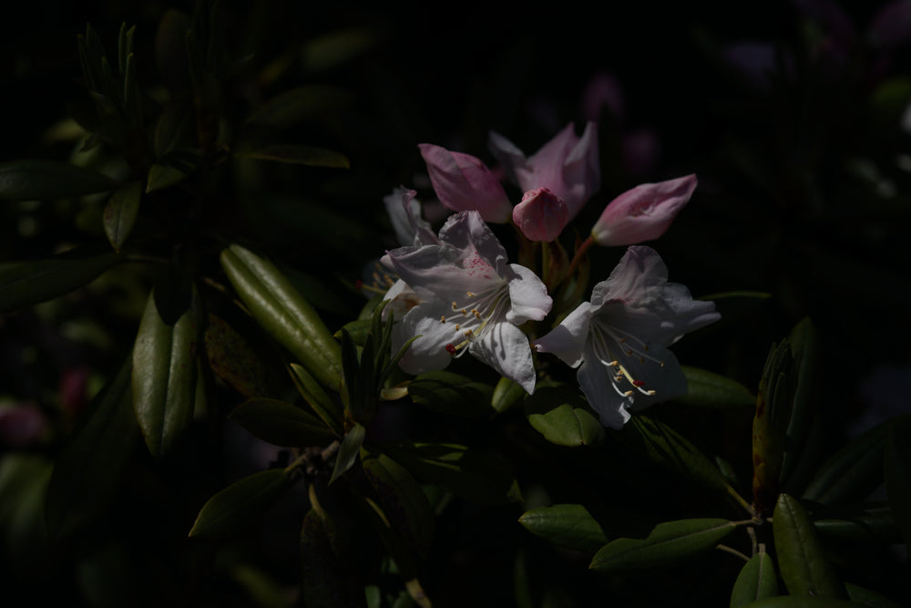 Midnight Mystique: 8 Flowers that Bloom in The Dark – Ugaoo