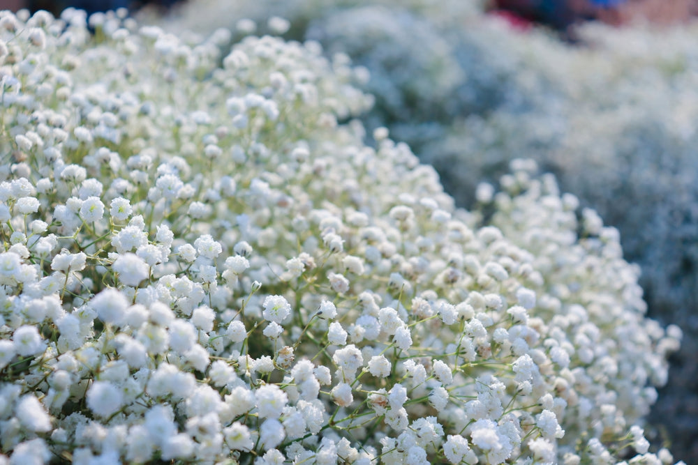 Growing Gypsophila Paniculata: The Baby's Breath Plant – Ugaoo