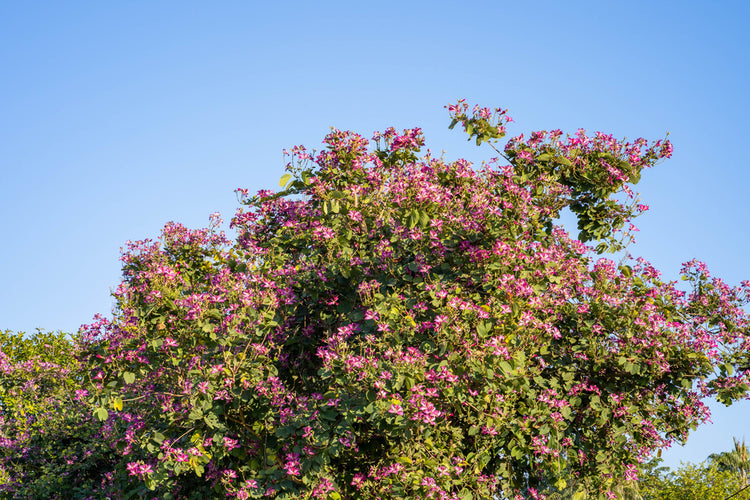 Top 10 Beautiful Flowering Trees of India – Ugaoo