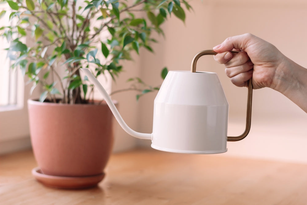 Benefits and Advantages of Using Watering Cans for Plants – Ugaoo