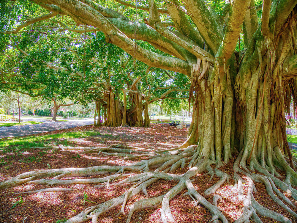 4 Main Sacred Trees of India and Their Significance – Ugaoo