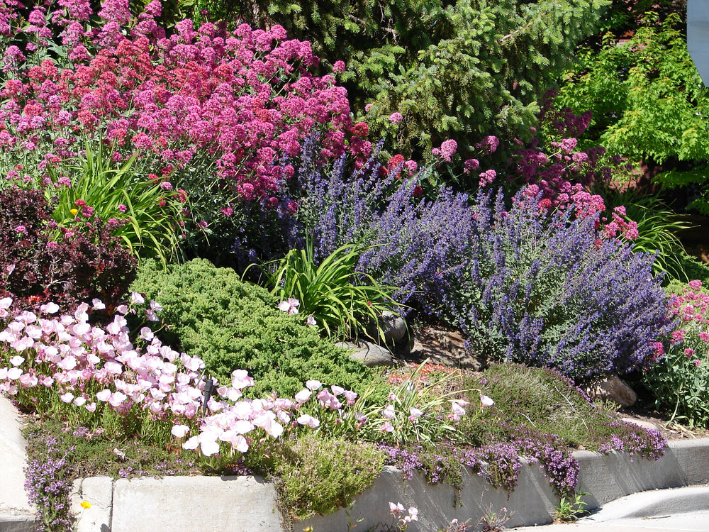 Understanding Xeriscaping - Here's What You Should Know About It – Ugaoo