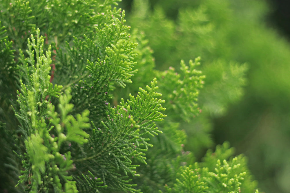 Thuja Plant Care: Growing the Oriental Arbor-vitae – Ugaoo