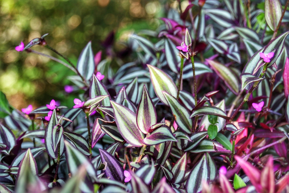 10 Creeping Plants for Your Dream Garden! – Ugaoo