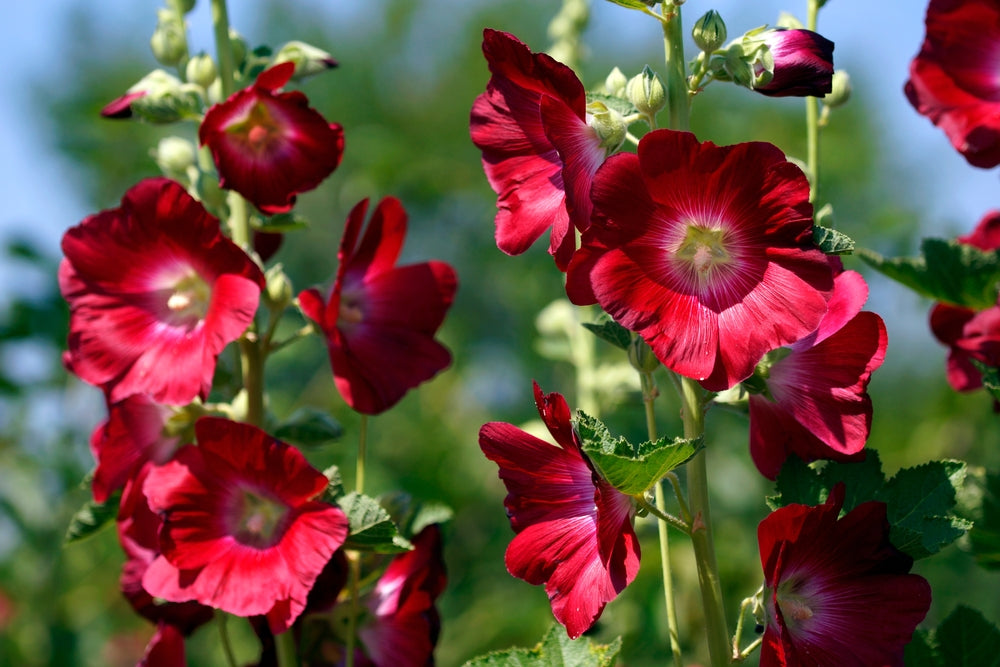 Vertical Holly Hock Flower