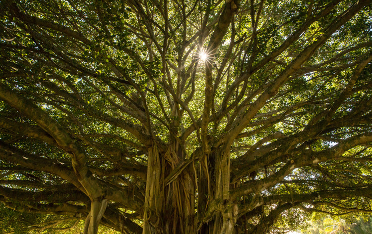 9 Countries and their National Trees – Ugaoo