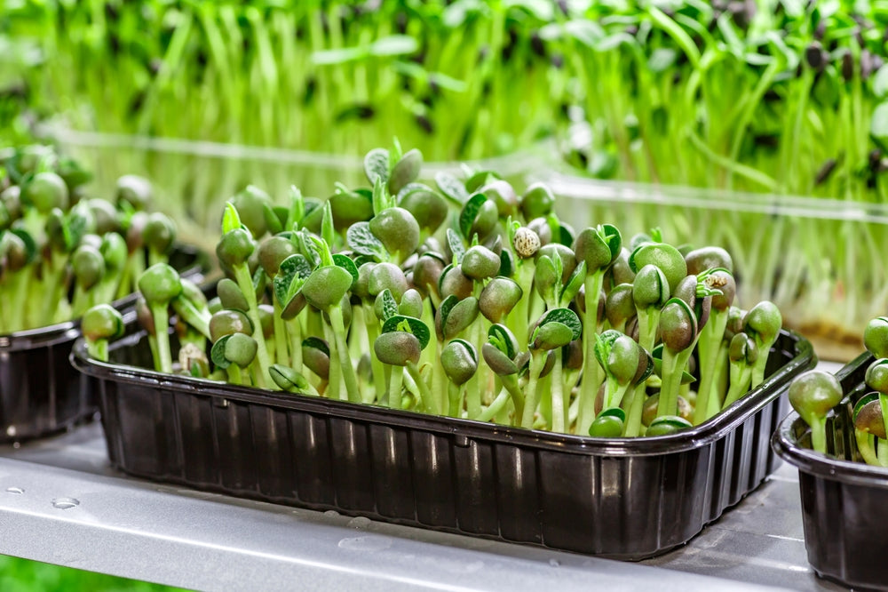 How To Use Sprout Trays