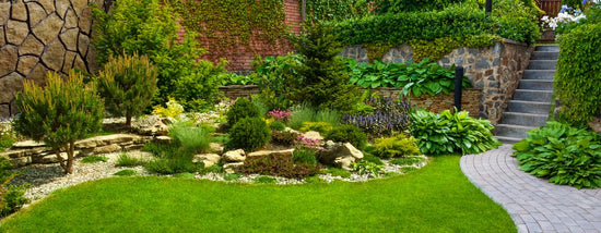 Brahma Kamal Flower - Everything You Need to Know