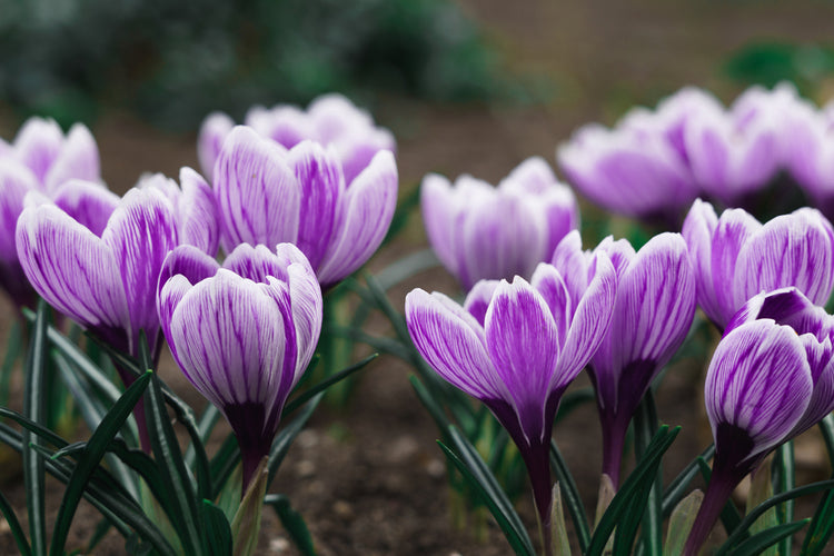 8 Crocus Varieties You Can Grow In Your Gardens – Ugaoo