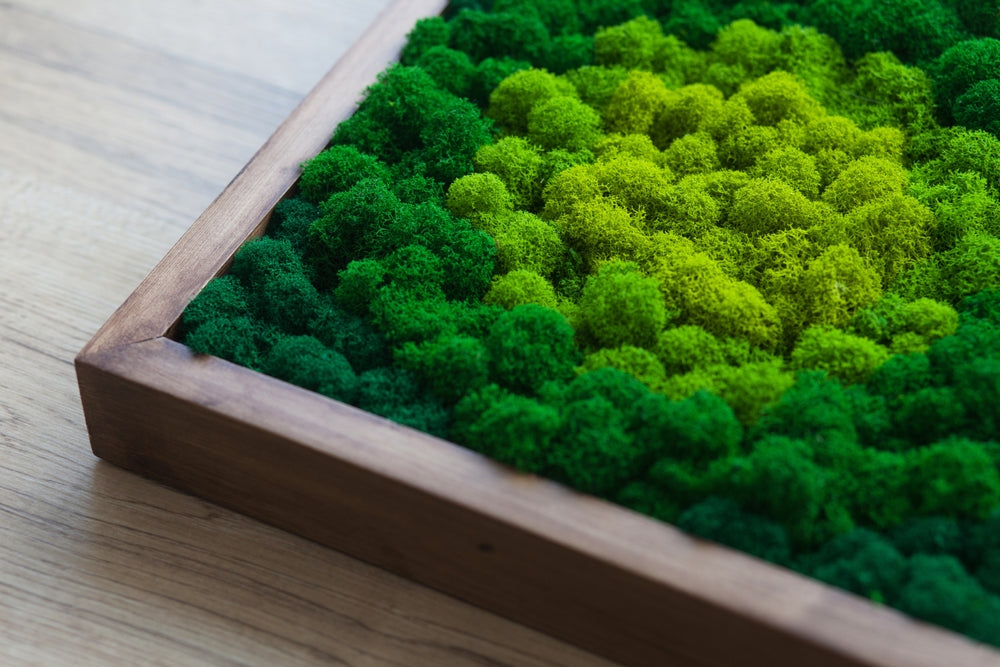 9 Different Varieties of Moss to Add to a Garden: Their Benefits and U ...