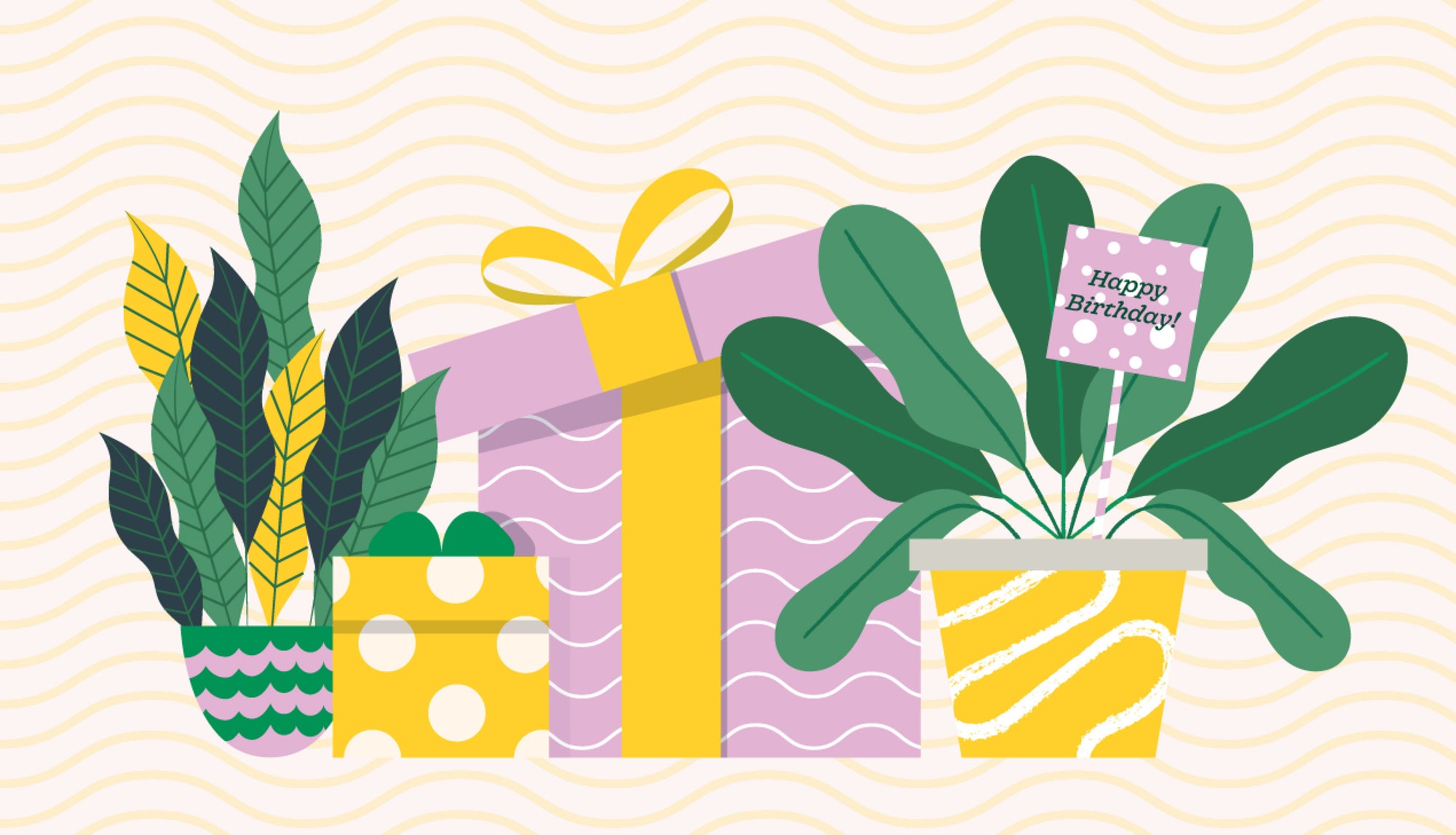 Green Gifting Ideas | Unique Plants for Birthday Gift – Ugaoo
