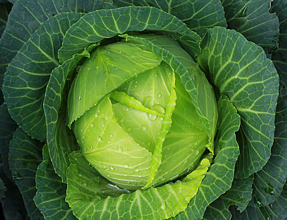 Green Cabbage Plant