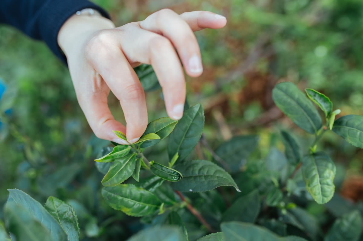 Ouch! Do you pinch your garden plants? – Ugaoo
