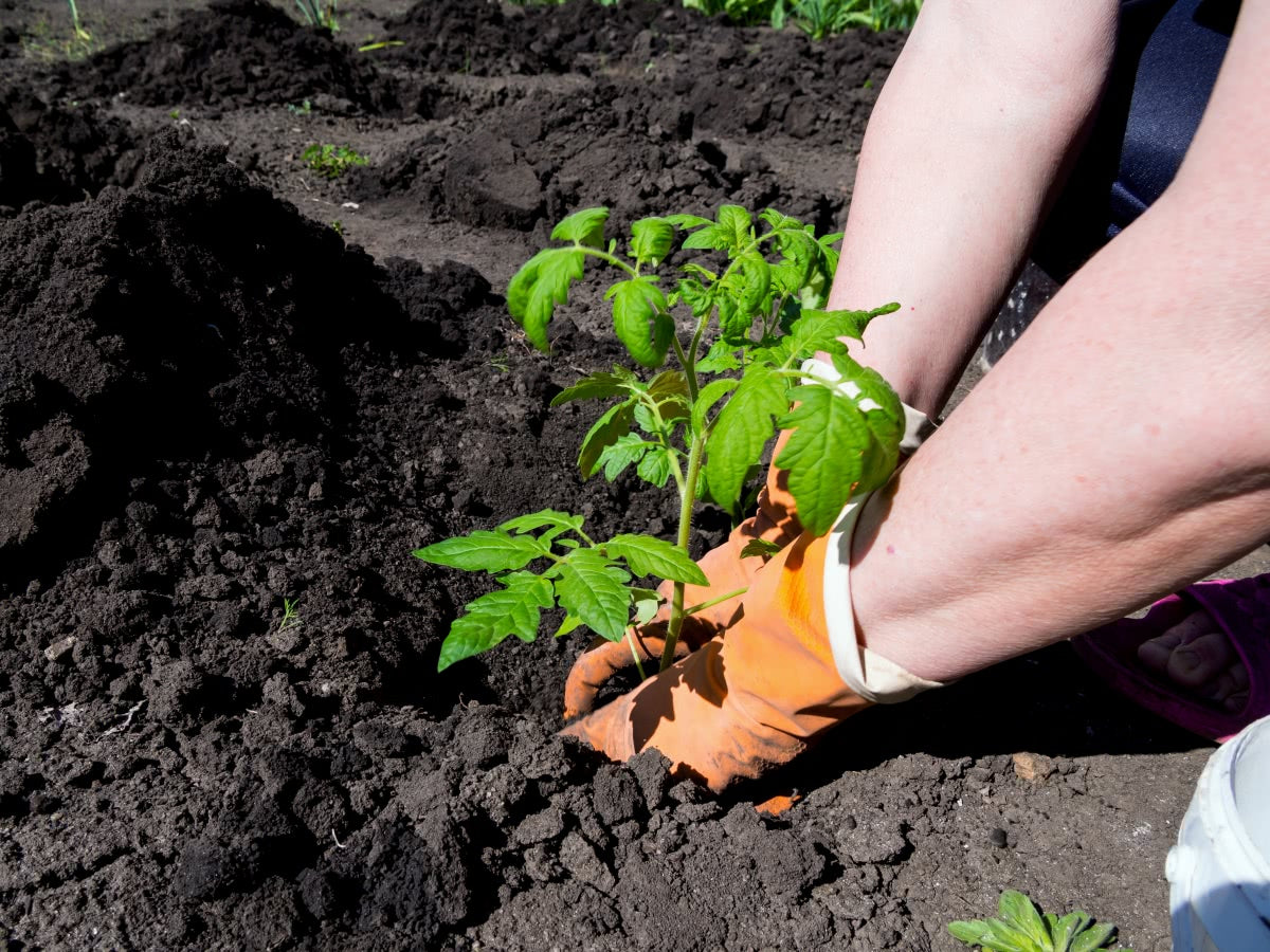 How to compact the garden soil in 5 easy steps? – Ugaoo