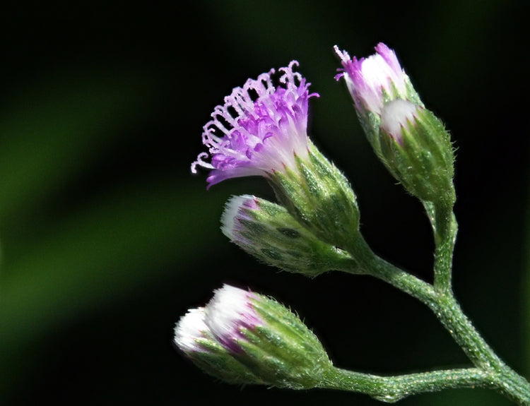Sahadevi Plant: Care, Benefits, and Uses for Vastu | Purple Fleabane ...
