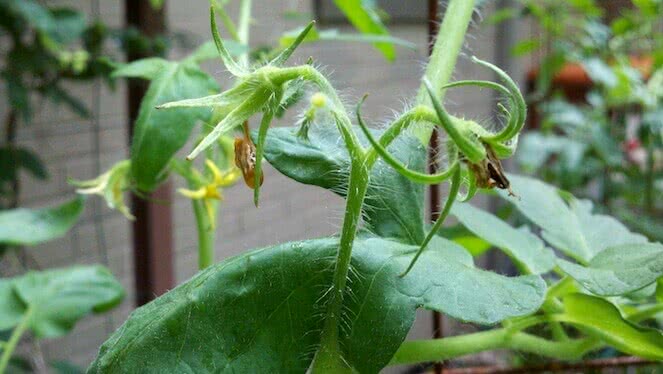 Why Healthy Flowers Drop From Plants and How to Stop it? – Ugaoo