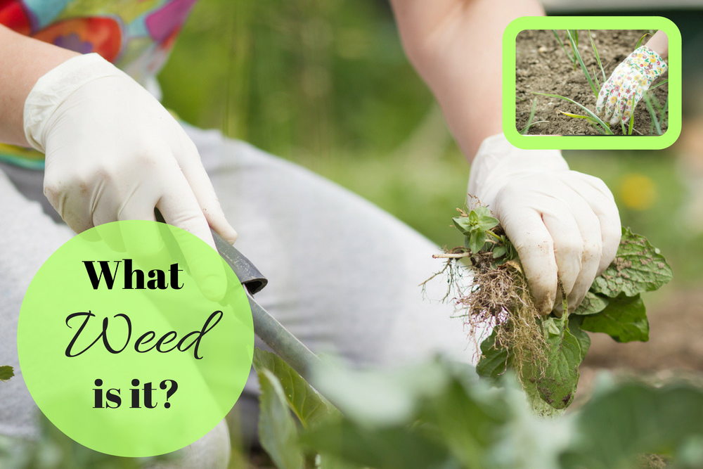 What Weed Is It? Types of Garden Weeds – Ugaoo