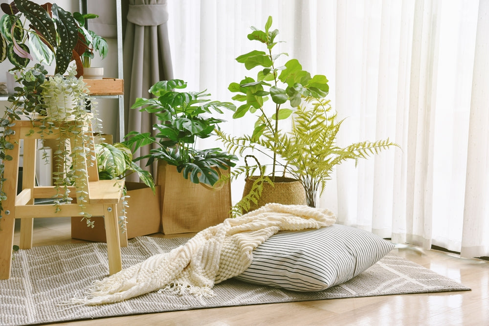 Natural Humidifier Plants to Combat Dry Indoor Spaces – Ugaoo