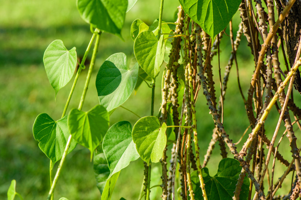 Embracing the Value of Traditional Medicine with the Guduchi Plant – Ugaoo