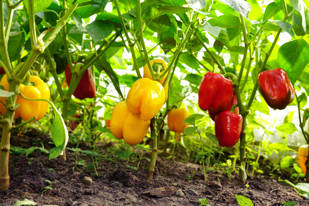 How to Grow Capsicum At Home – Ugaoo