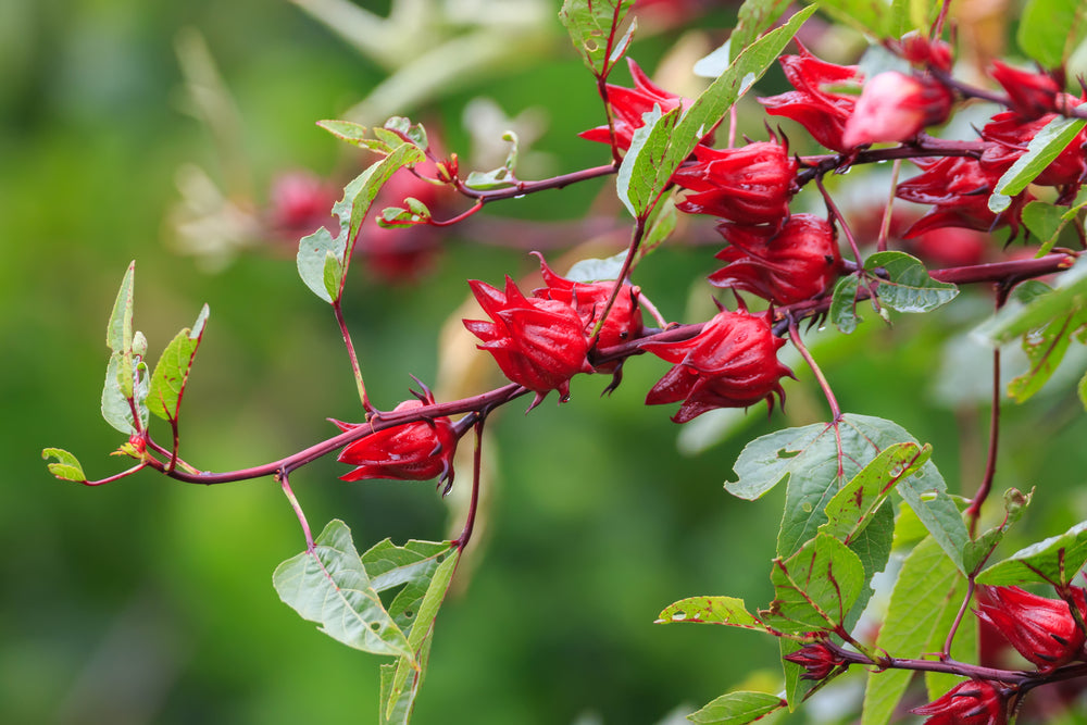 The Roselle Plant: An Edible Flowering Delight – Ugaoo