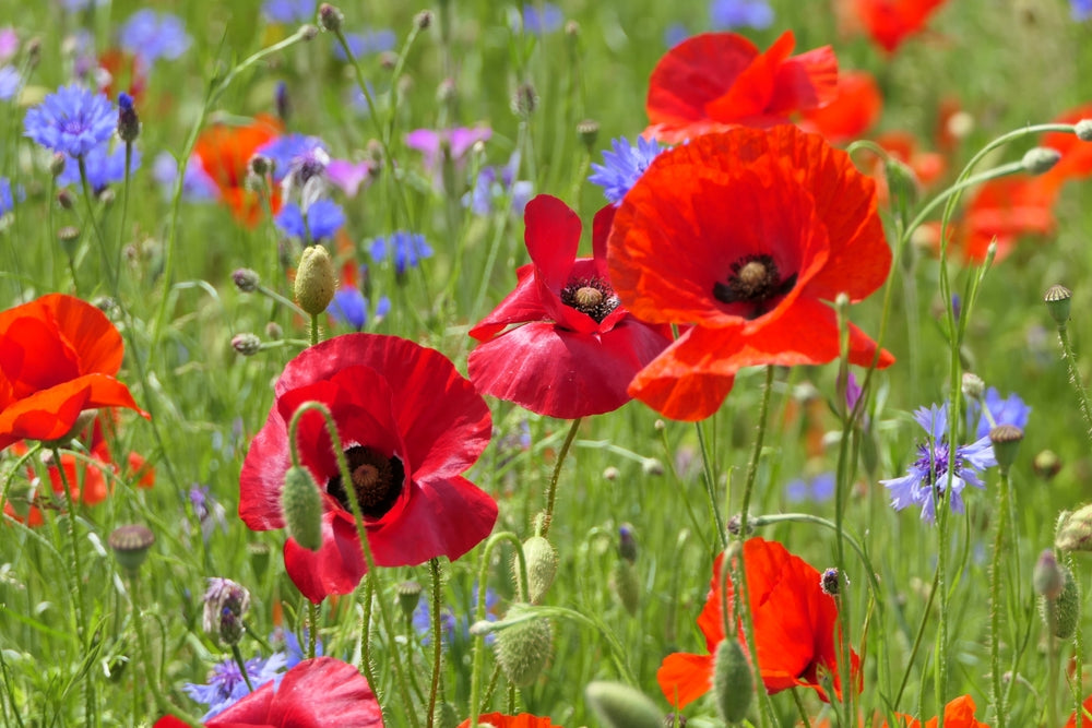 How to Grow Poppy From Seed – Ugaoo