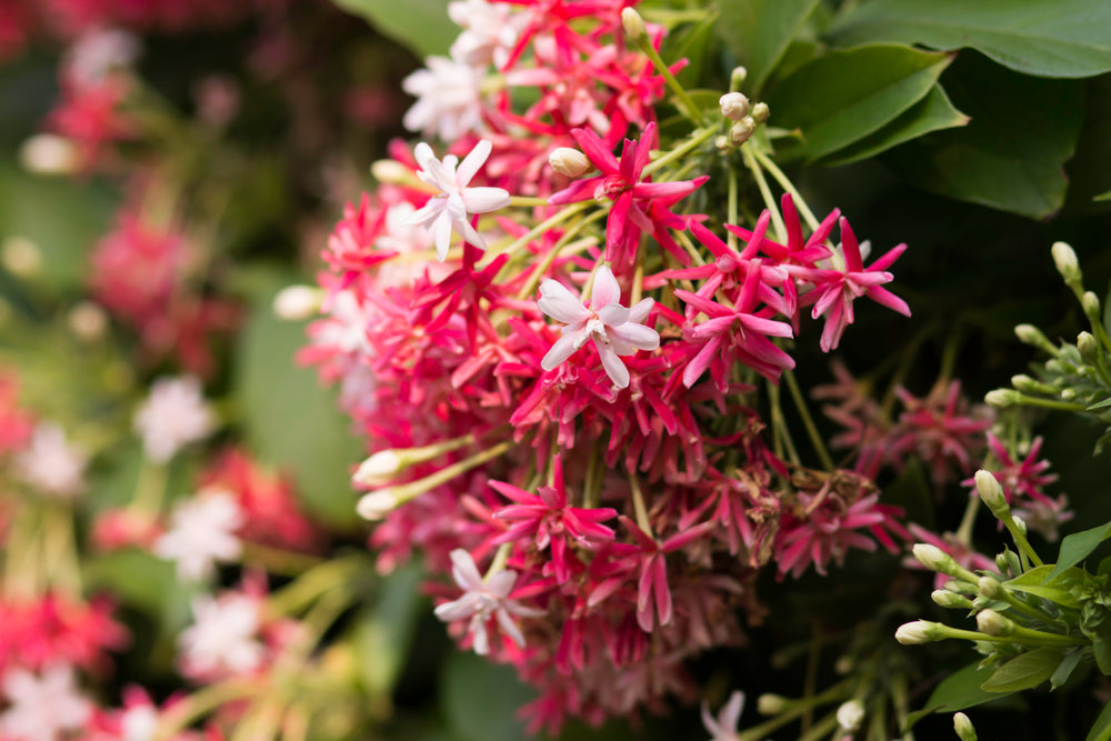 365 Days Flowering Plants in India – Ugaoo