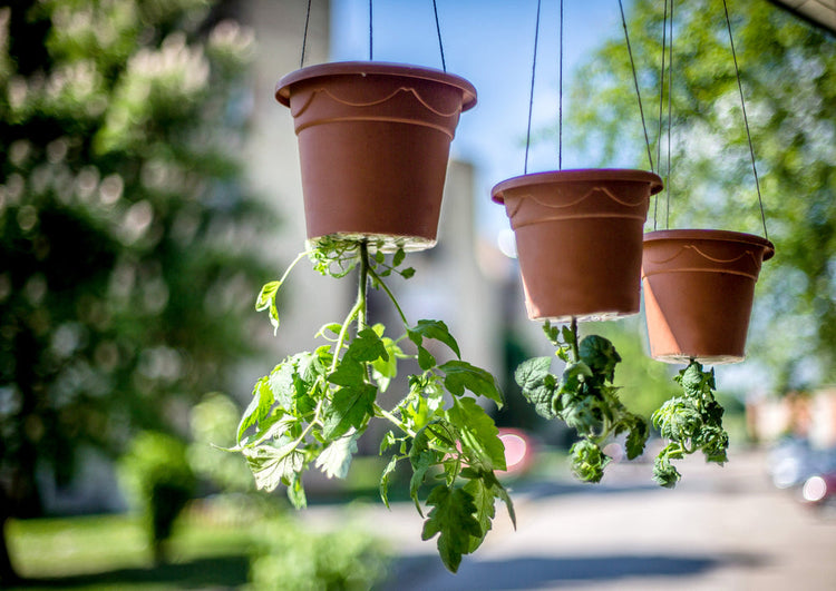 What is Upside Down Gardening and Can You Do It? – Ugaoo