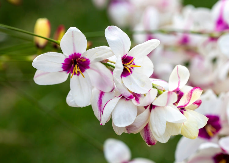 Planting Ixia Bulbs: Plant Care Tips and Benefits – Ugaoo