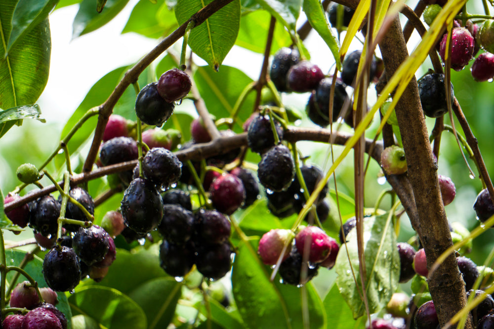 Know & Grow These 8 Indian Berry Types in Your Garden – Ugaoo