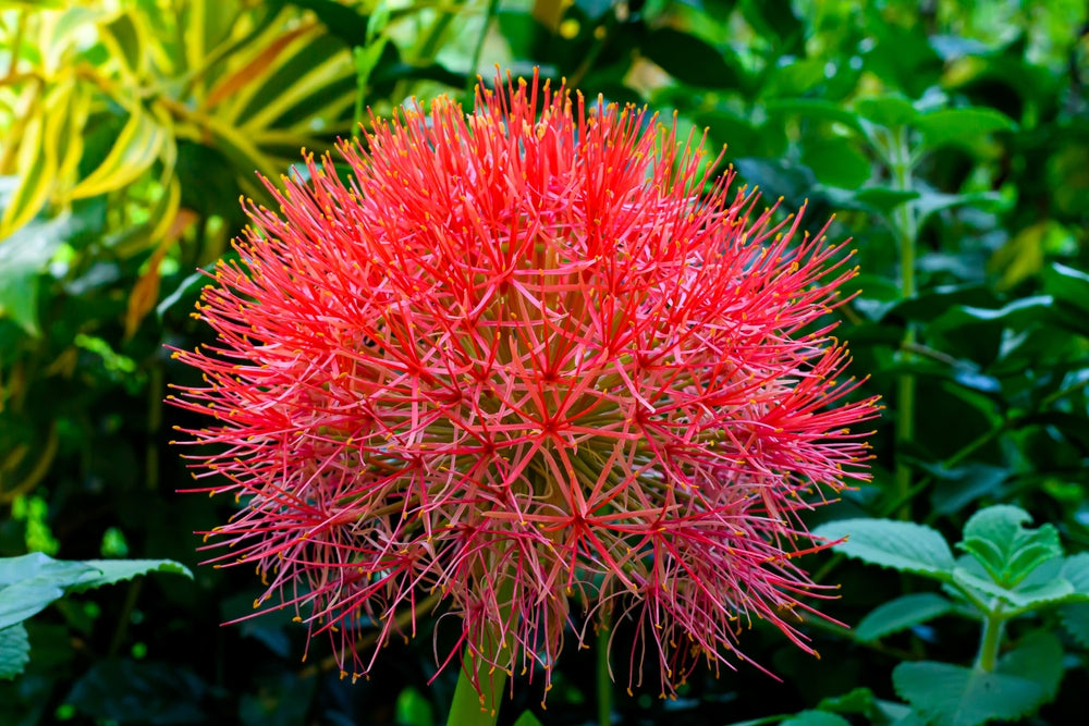 Football Lily: A Blooming Beauty in Gardens – Ugaoo
