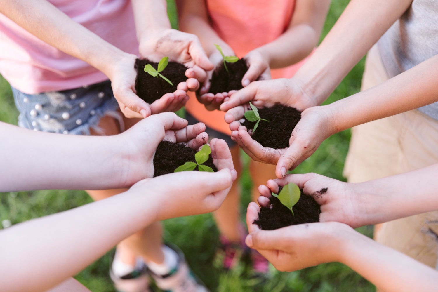 Importance of Planting Trees in Schools: Benefits & Significance – Ugaoo