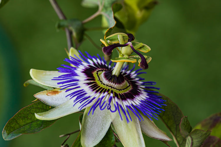 Krishna Kamal Flowers - The Secrets of the Passion Flower – Ugaoo