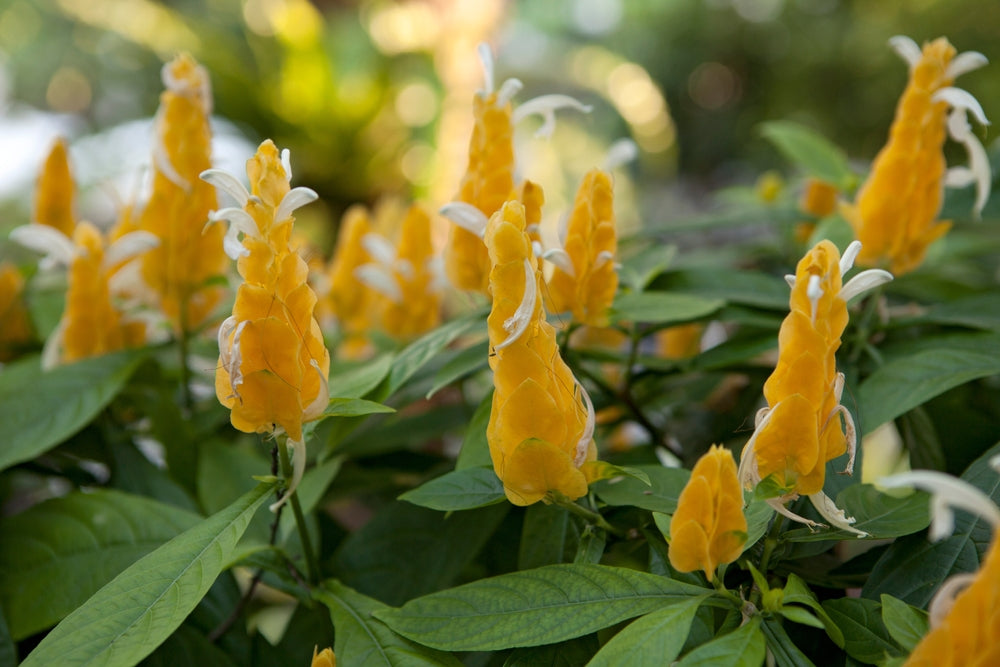 All About Delightful Lollipop Plant: Care Tips – Ugaoo