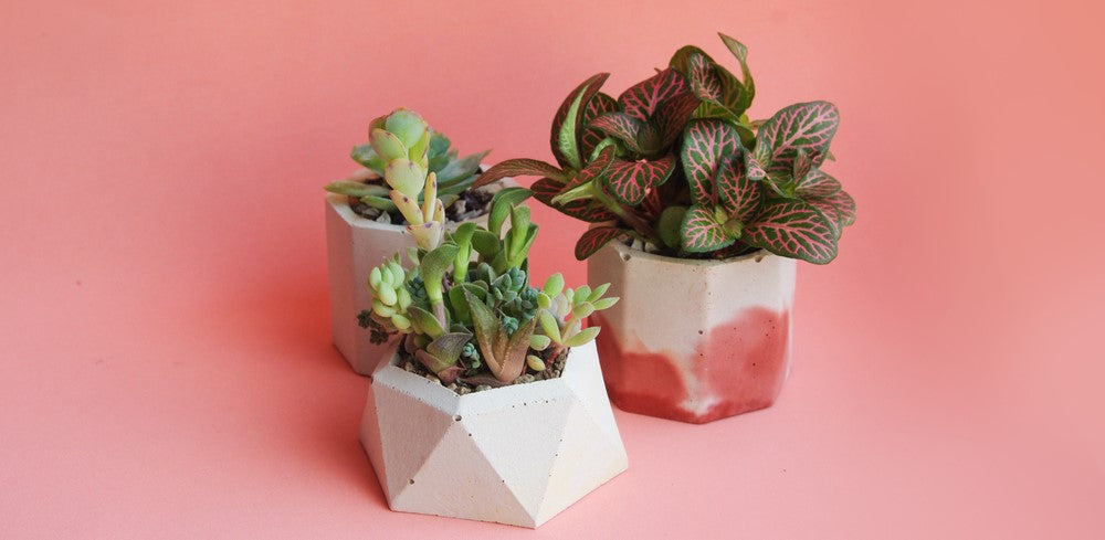 Top 10 Miniature Plants for Your Garden – Ugaoo