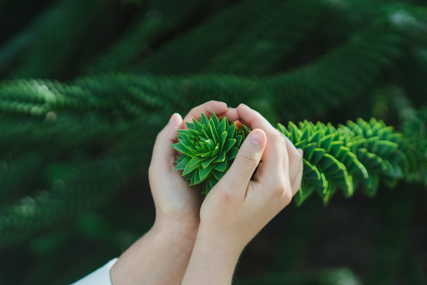 Top 10 Sacred Plants to Strengthen Your Faith – Ugaoo
