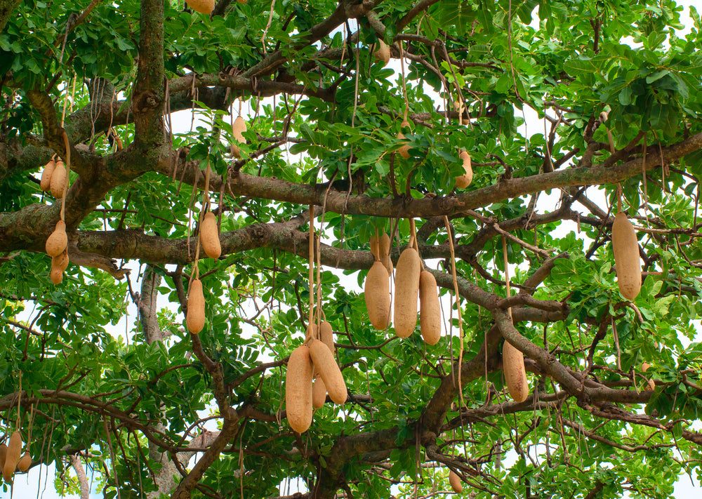 All You Need to Know About the Sausage Tree – Ugaoo