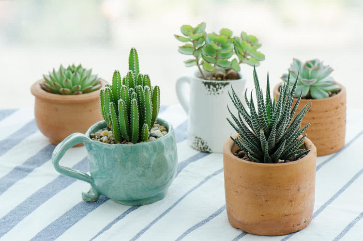 Did You Know That Plants Can Talk to Each Other? – Ugaoo