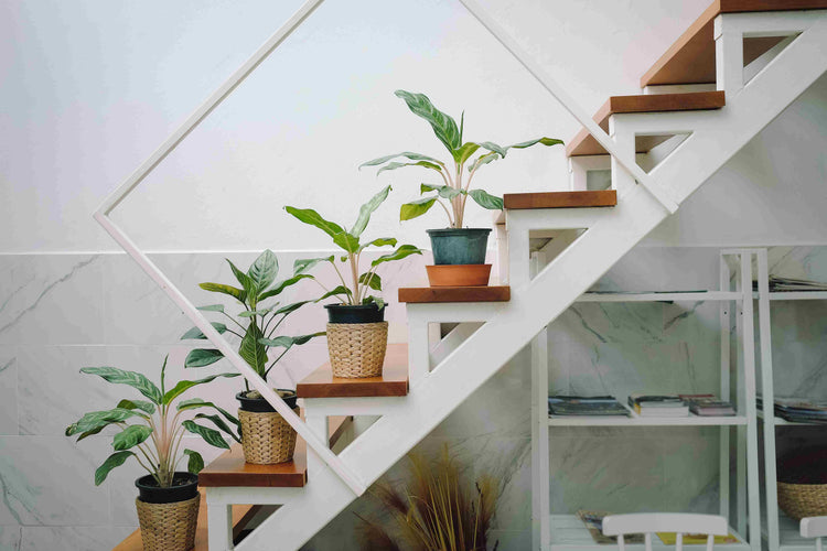 Enhancing Your Stairs with Indoor Plants: Creative Ideas and Tips – Ugaoo