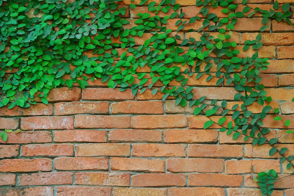 Garden Wall Vines