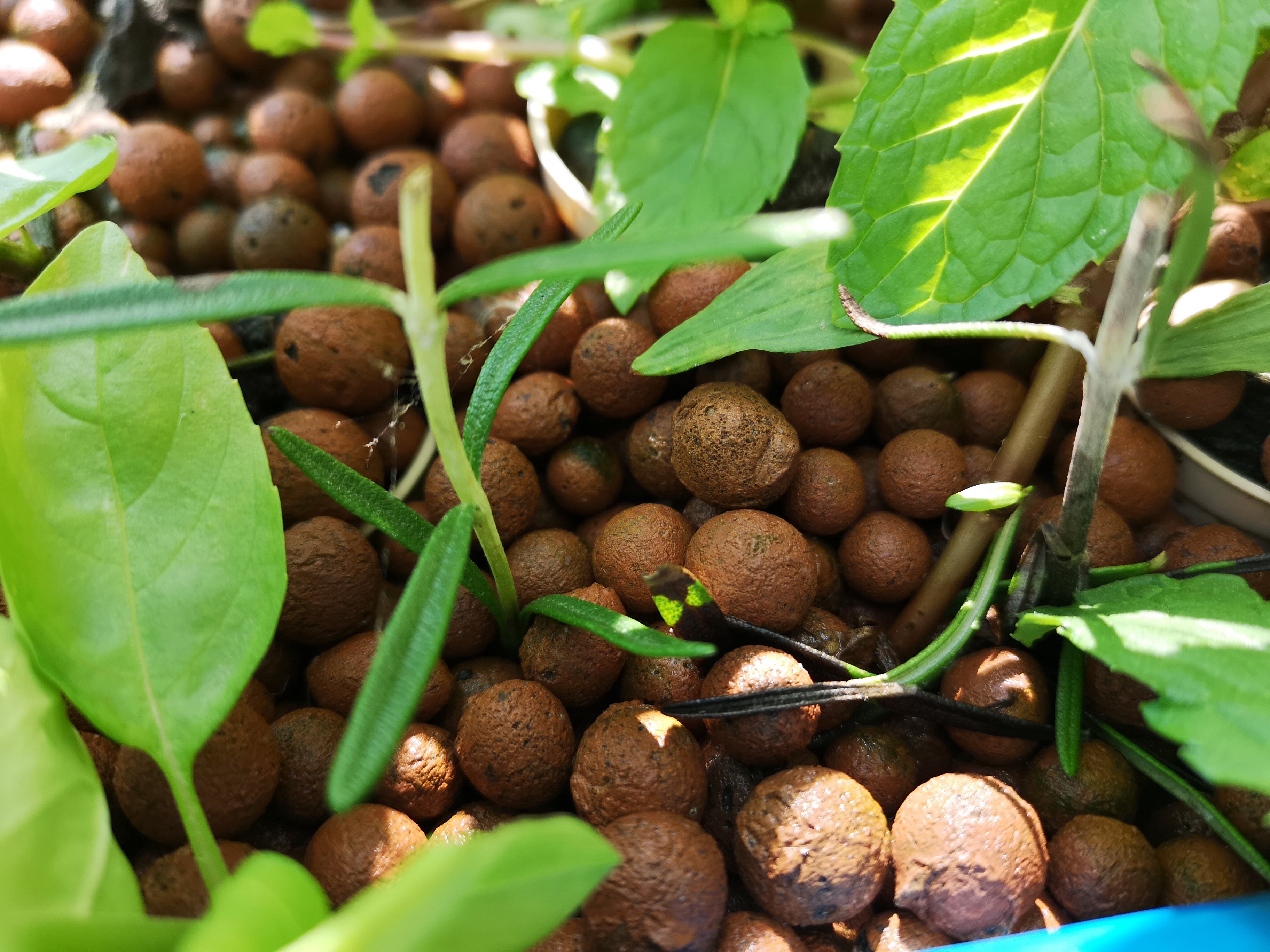 Are LECA Balls Really Helping Your Plants? – Ugaoo