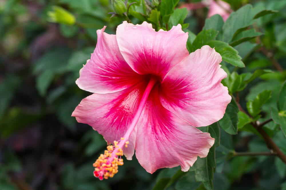 Growing Hibiscus: Goddess Kali and Lord Ganesha’s Favorite Flower – Ugaoo