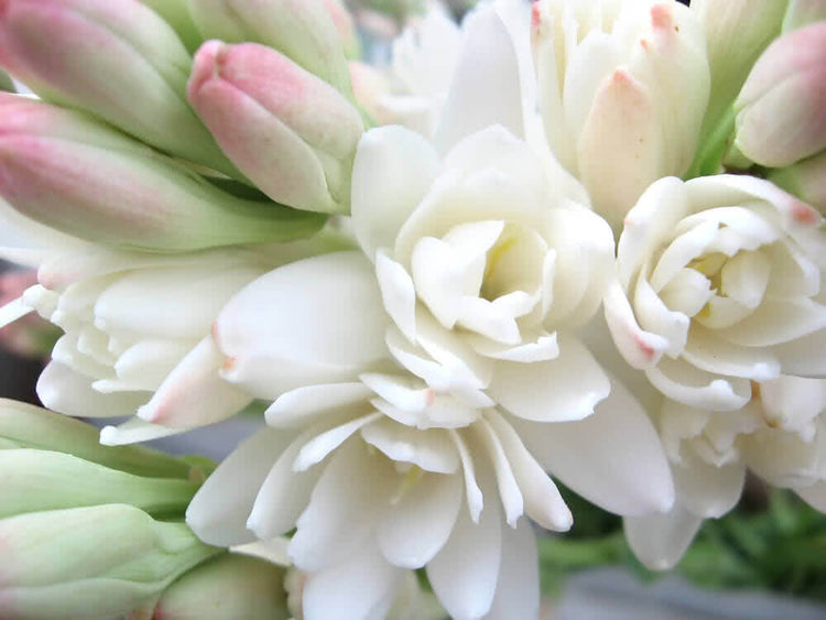 How to Grow the Aromatic Rajnigandha? – Ugaoo