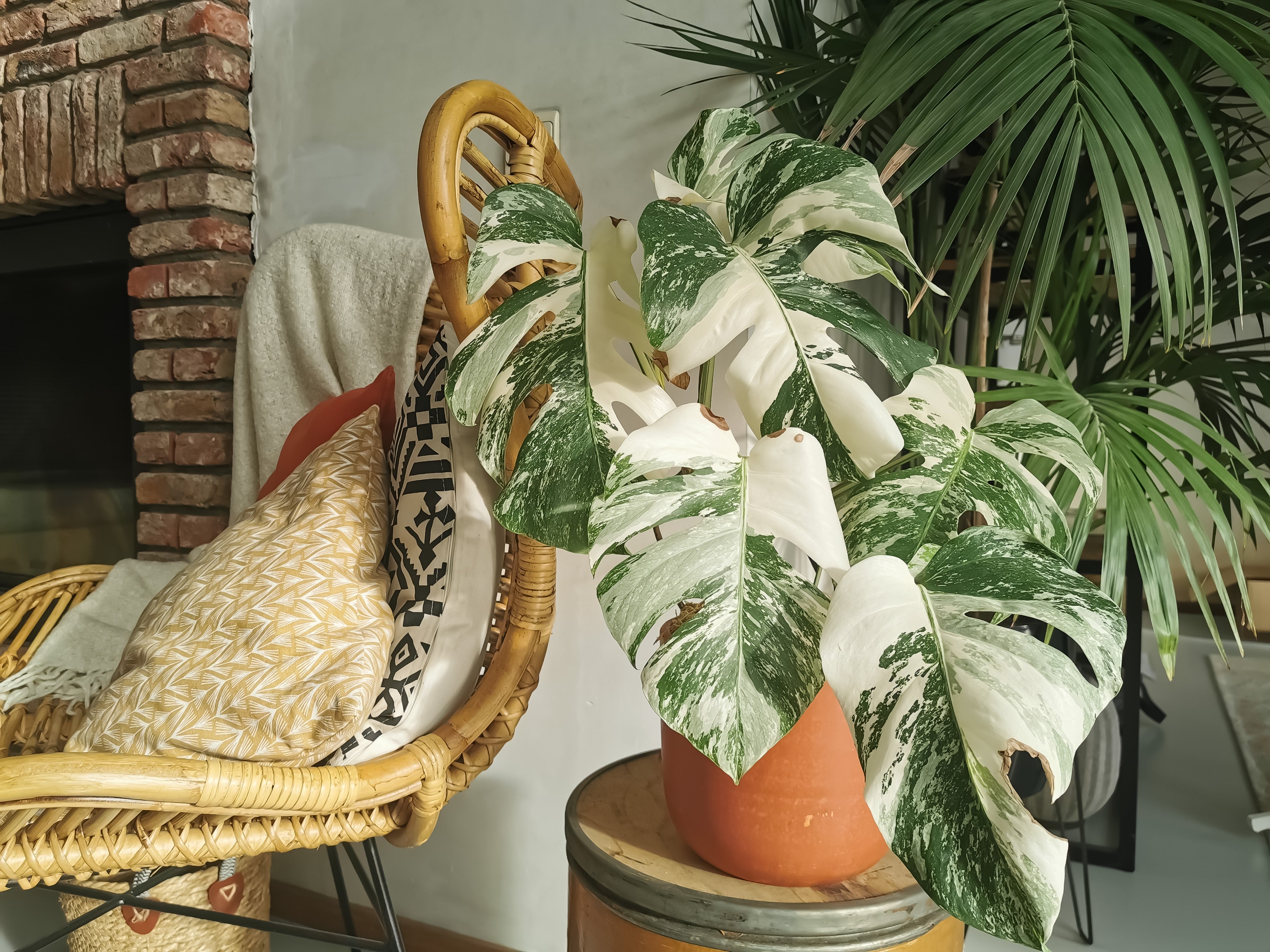 9 Exotic Indoor Plants that Will Leave Everyone's Heads Turning! – Ugaoo