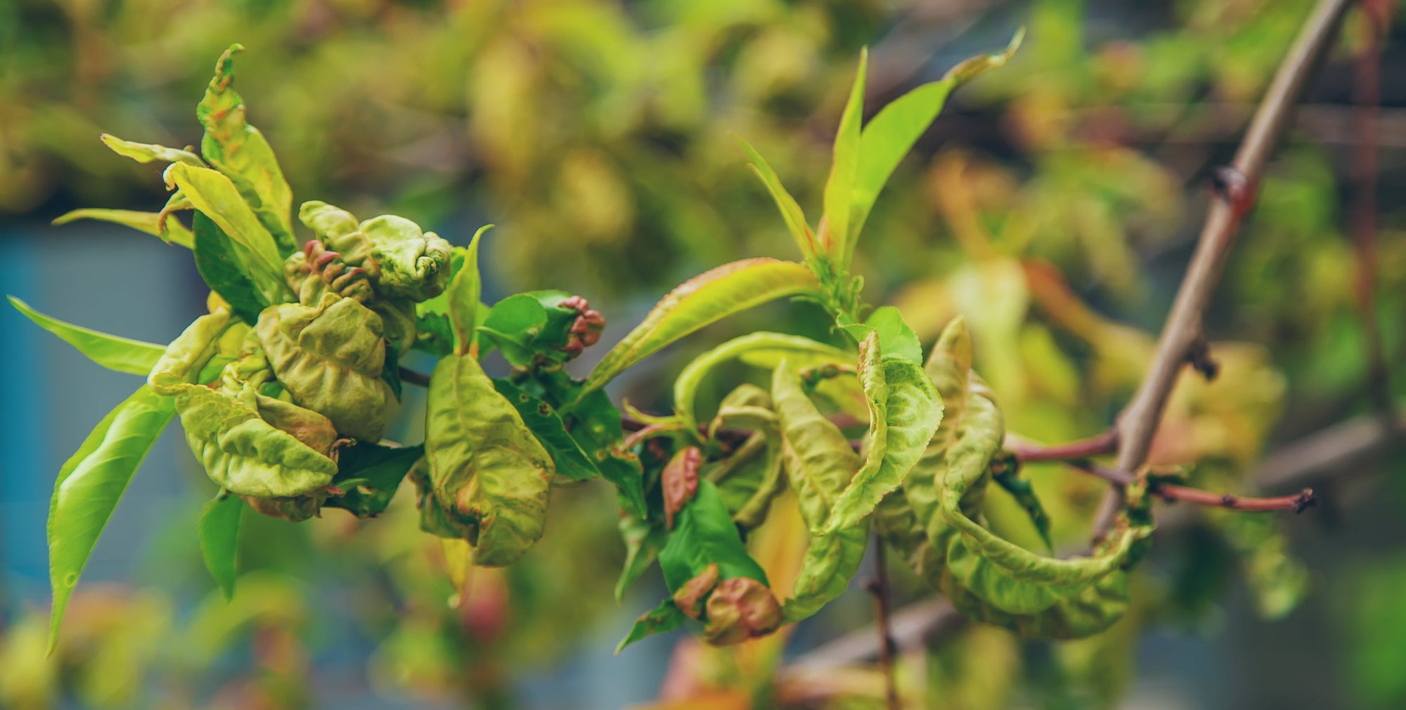 No More Curling Plants This Summer- Here's How to Treat Leaf Curl! – Ugaoo